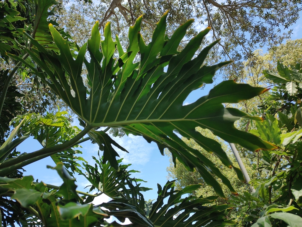 Tree Philodendron from Randwick NSW 2031, Australia on December 12 ...