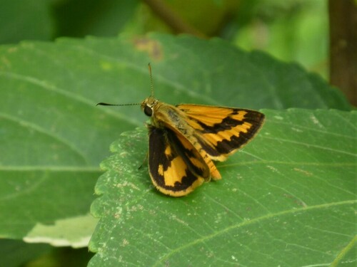 Subspecies Suniana sunias sauda · iNaturalist