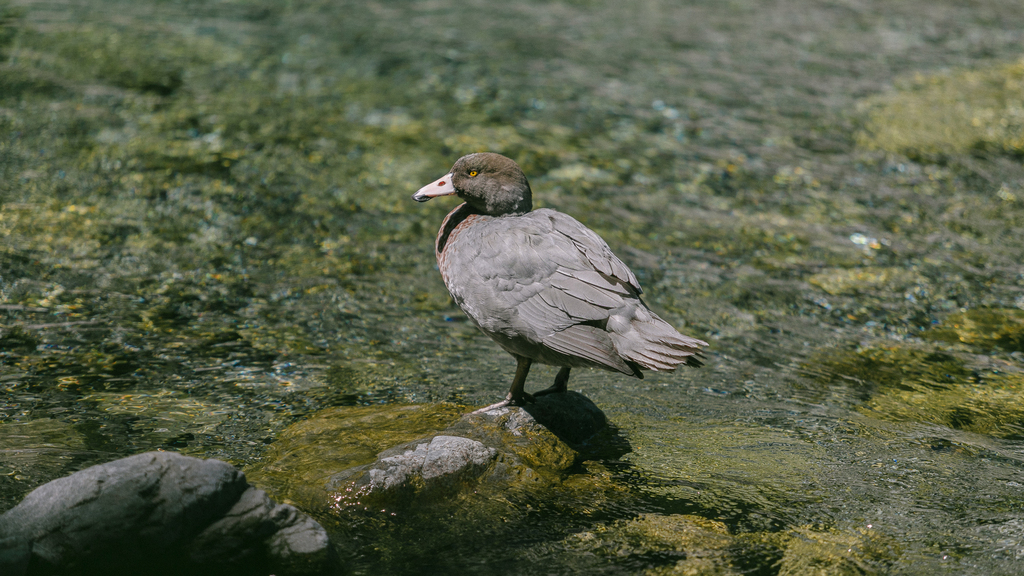 Blue Duck from Selwyn District, Canterbury, New Zealand on December 10 ...