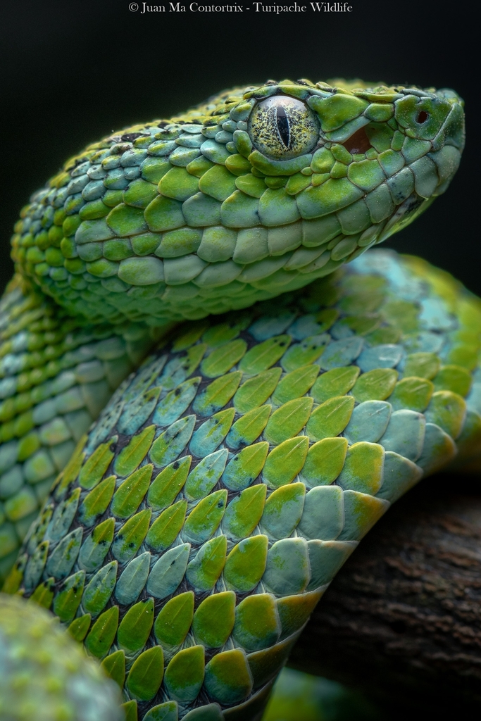 Guatemala Palm Pit Viper in May 2022 by Juan Ma Contortrix · iNaturalist