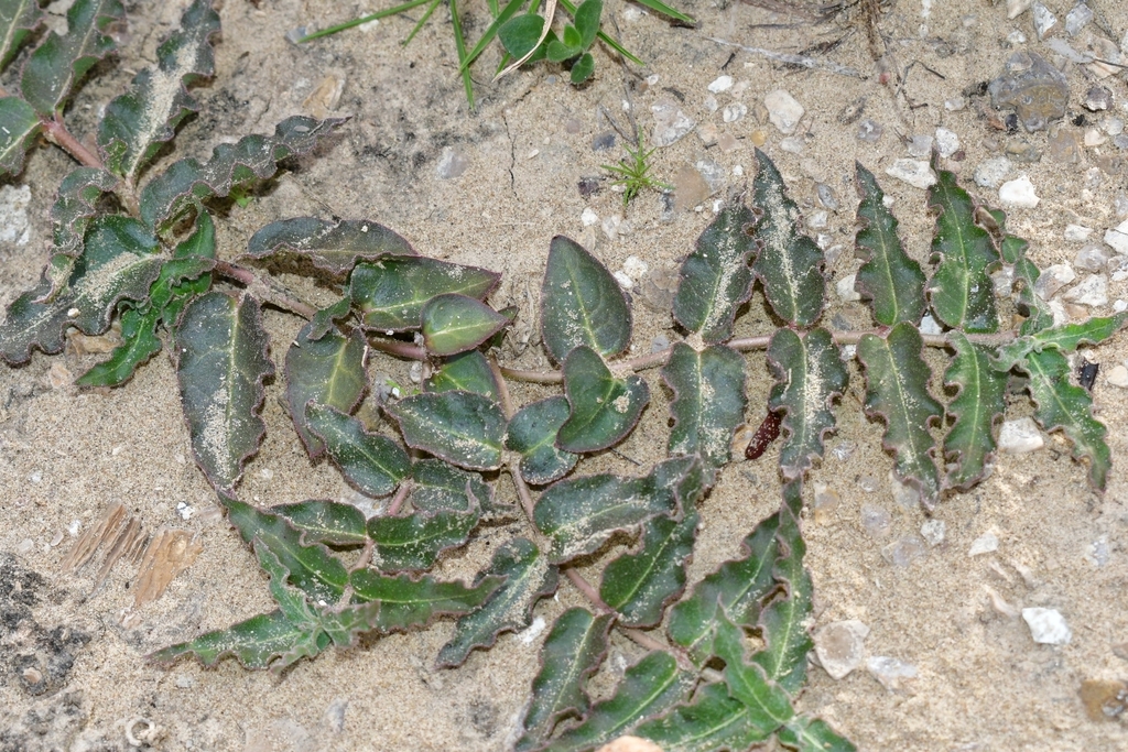 Prostrate milkweed in December 2023 by Joey Santore · iNaturalist