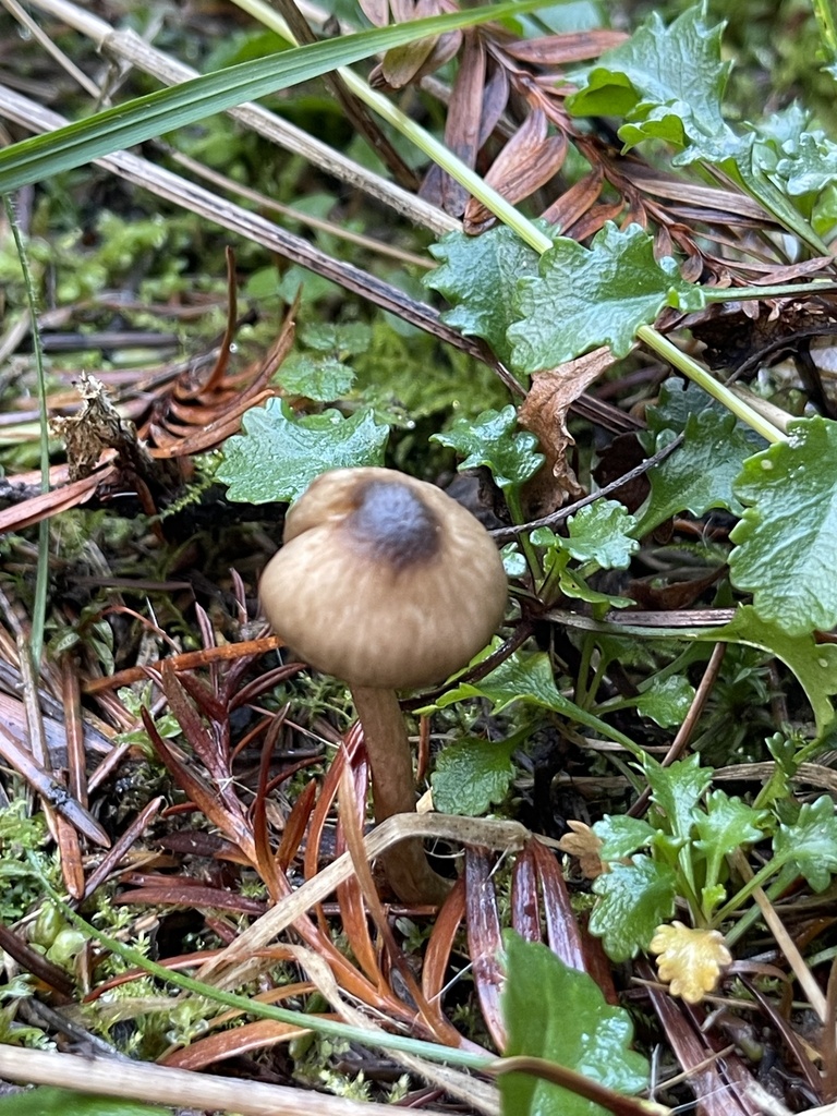 Inocybe fuscodisca from Berta Rd, Eureka, CA, US on December 11, 2023 ...