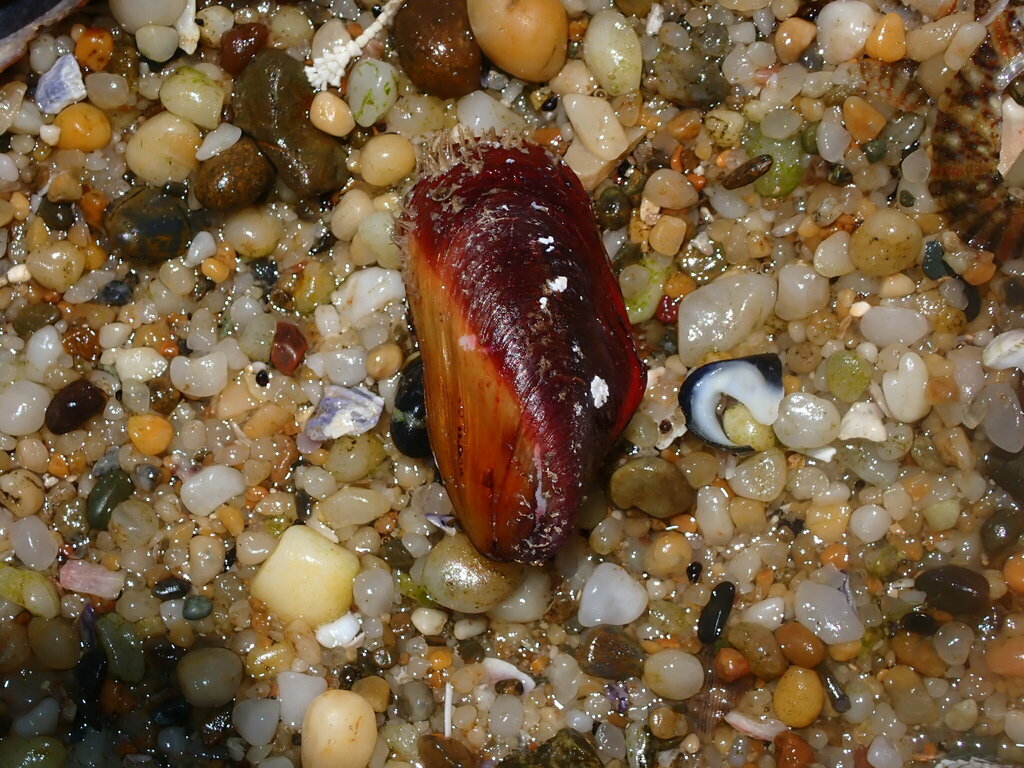 Modiolus from Barcoongere NSW 2460, Australia on December 12, 2023 at ...