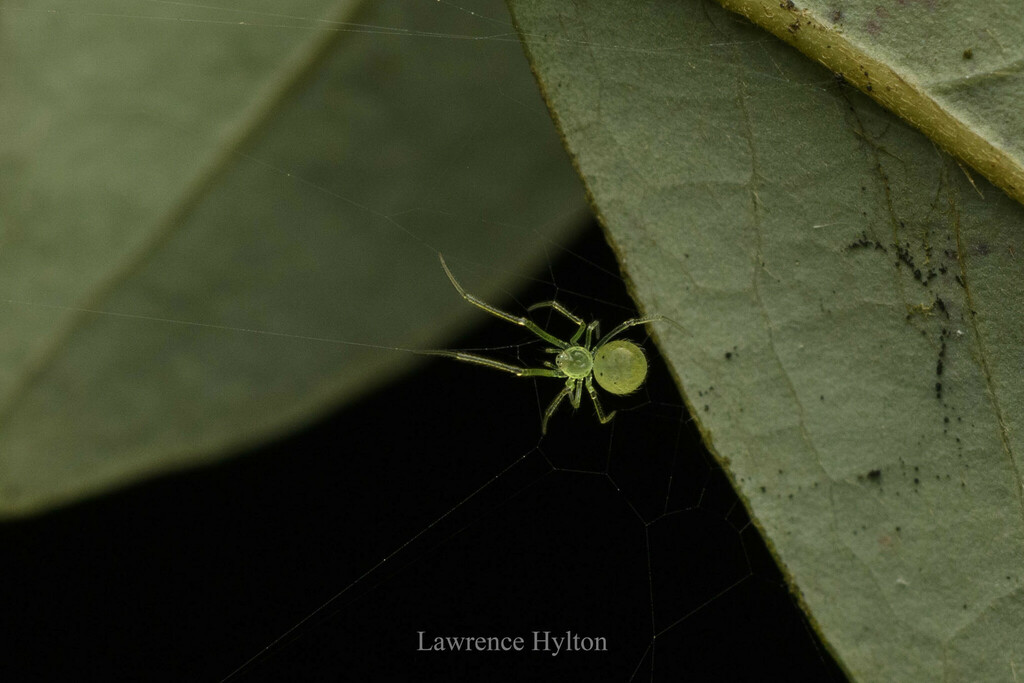 Chrysso in December 2023 by Lawrence Hylton · iNaturalist