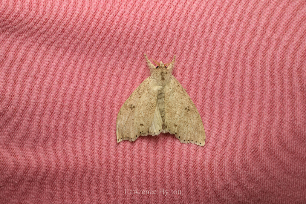 Calliteara angulata in December 2023 by Lawrence Hylton · iNaturalist