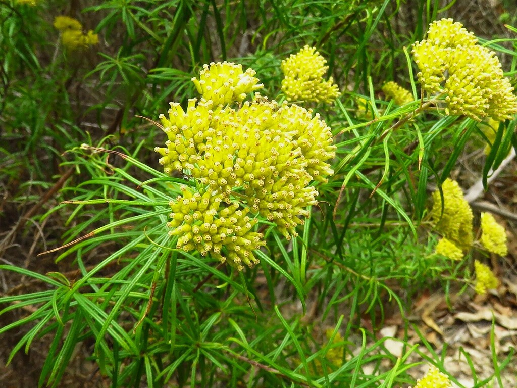 Cassinia aureonitens from Newnes Plateau NSW 2790, Australia on ...
