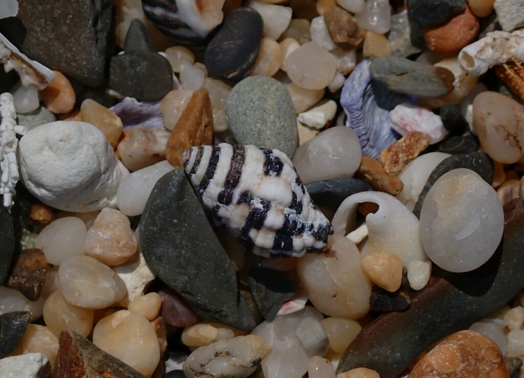 Engina zonalis from Barcoongere NSW 2460, Australia on December 12 ...
