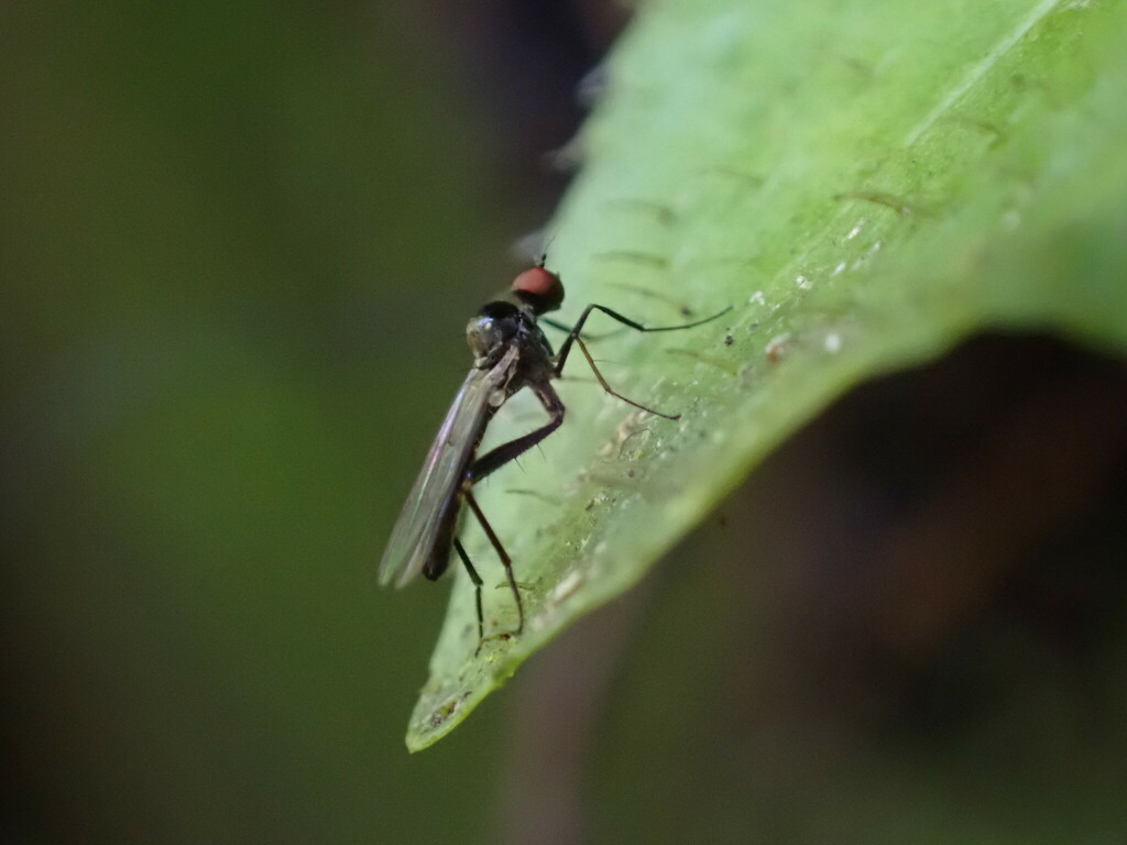 Dance Flies from Puntarenas, Puntarenas, Costa Rica on December 2, 2023 ...
