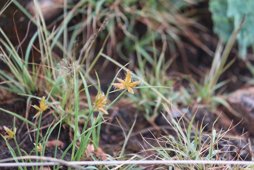 flatsedges from Carletonville, 2499, South Africa on December 12, 2023 ...