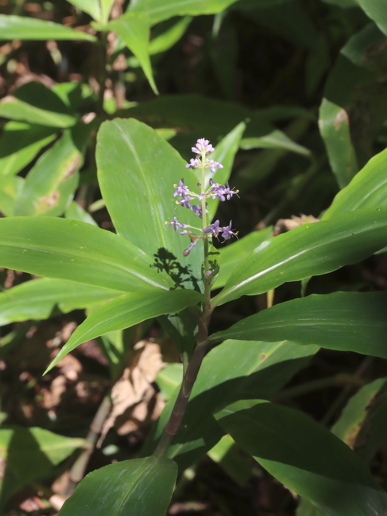 Pollia macrophylla from Broken River QLD 4757, Australia on December 2 ...