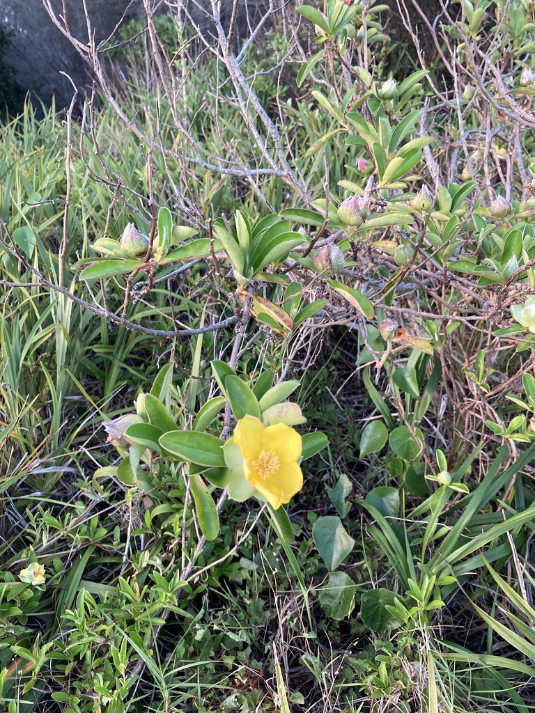 Climbing Guinea flower from Camden Haven NSW, Australia on December 11, 2023 at 07:24 PM by ...