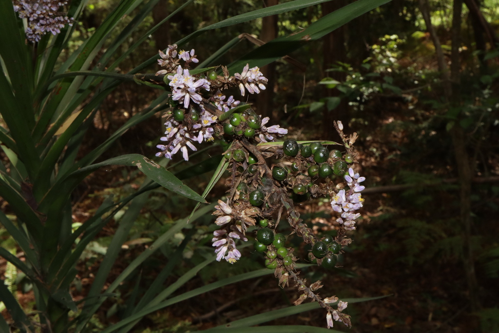 Slender Palm Lily from Camden Haven NSW, Australia on December 8, 2023 at 10:47 AM by Thomas ...