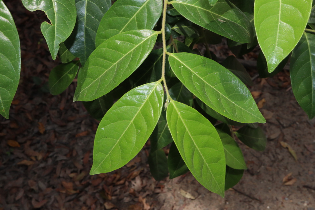 Cheese Tree from Camden Haven NSW, Australia on December 8, 2023 at 11: ...
