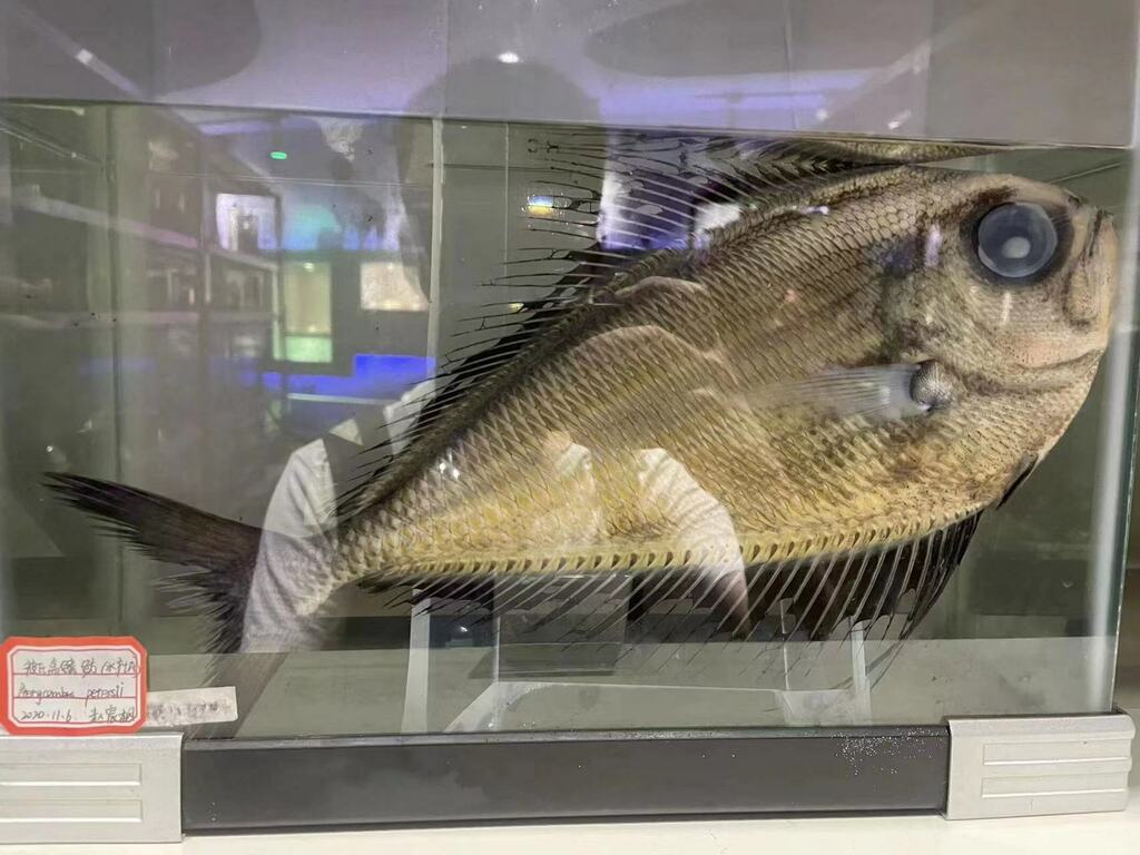 Prickly Fanfish in November 2020 by Pintsen JIN · iNaturalist