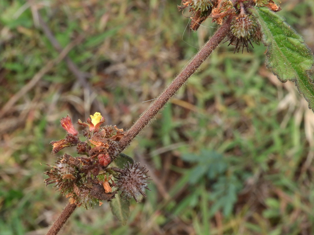 Burweeds from Kapsaret, Kenya on December 8, 2023 at 05:28 PM by Mike ...