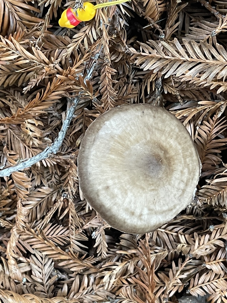 Deer Mushroom in December 2023 by riverj92. Found in very rotten twigs ...