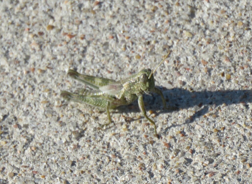 Fuzzy Olive-Green Grasshopper from Stafford County, KS, USA on November ...