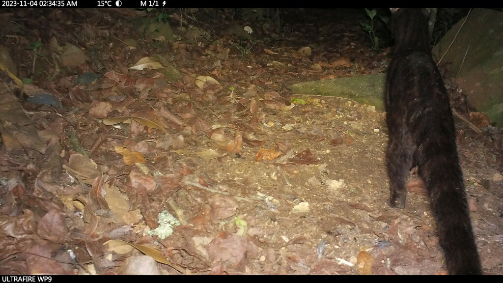 Rusty-spotted Genet in November 2023 by Simon Attwood · iNaturalist