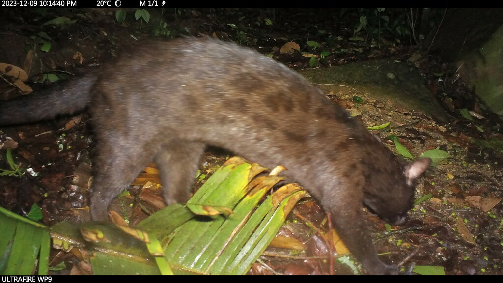 Rusty-spotted Genet in December 2023 by Simon Attwood · iNaturalist