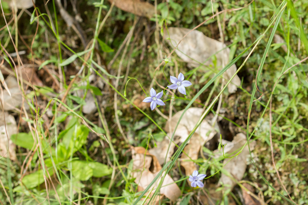 Capebells from Conondale NP--Monsildale Rd on September 24, 2022 at 02: ...
