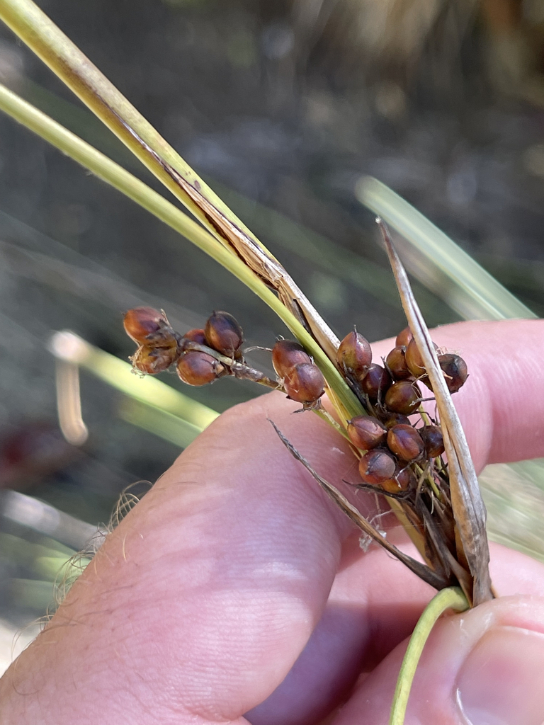 Southwestern Spiny Rush in December 2023 by Glenn Ehrenberg · iNaturalist