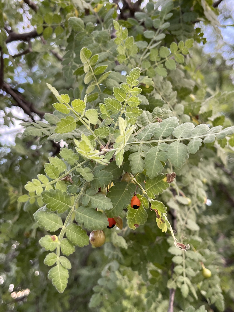 Bursera filicifolia in December 2023 by Glenn Ehrenberg · iNaturalist
