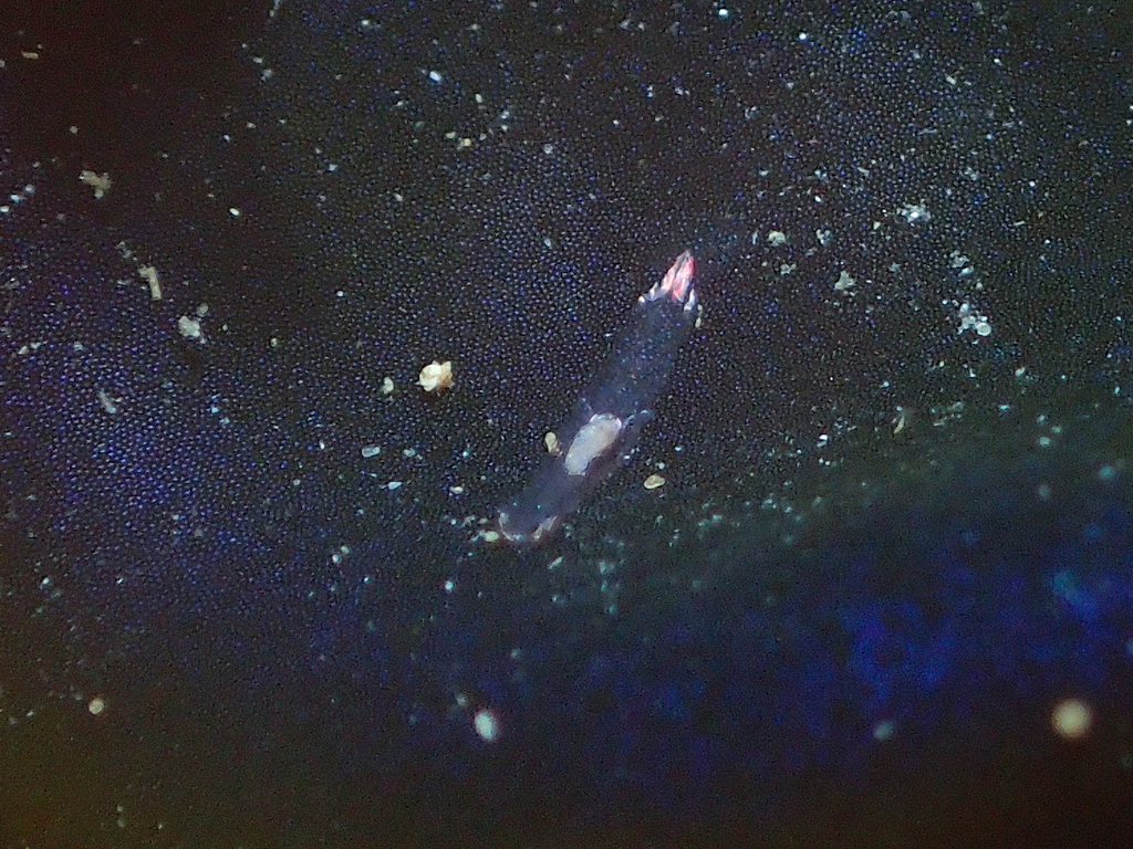 Arrow Worms from Shoalhaven, NSW, Australia on November 12, 2023 at 11: ...