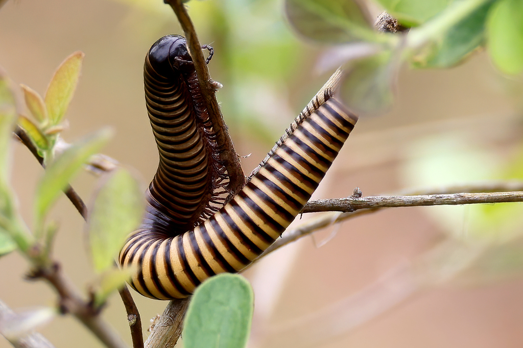 Zebra Songololo from Mopani, Südafrika on November 15, 2023 at 07:02 AM ...