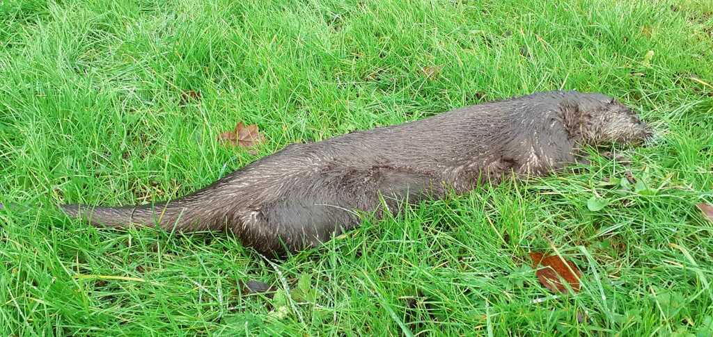 Eurasian Otter in December 2023 by Friends of Garrowby Orchard. Dead ...