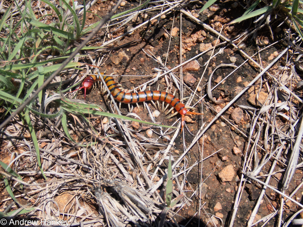 Red-headed Centipede from Capricorn, Limpopo, South Africa on November ...