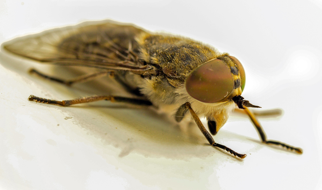 Plain-eyed Grey Horse Fly from Kokkola, Suomi on June 28, 2020 at 01:57 ...