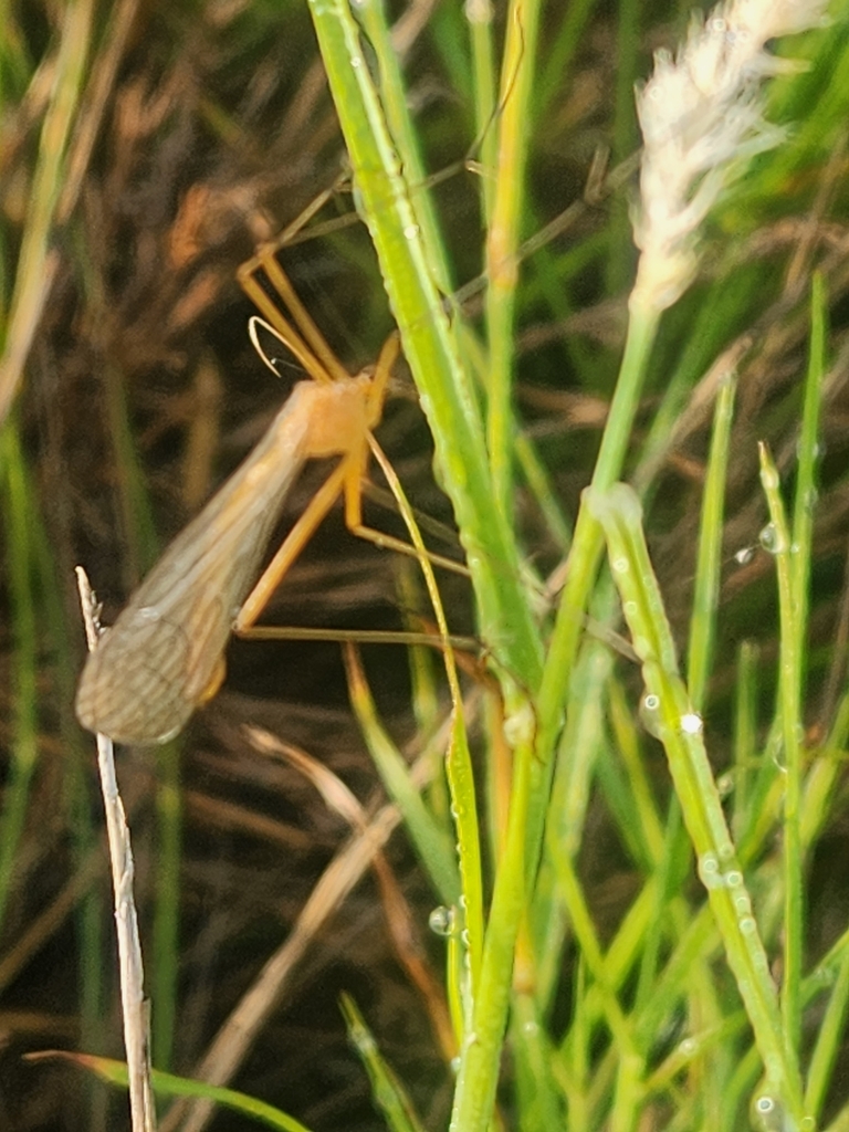 Bittacus from Mutunyi, Kenya on December 12, 2023 at 07:19 AM by susan ...