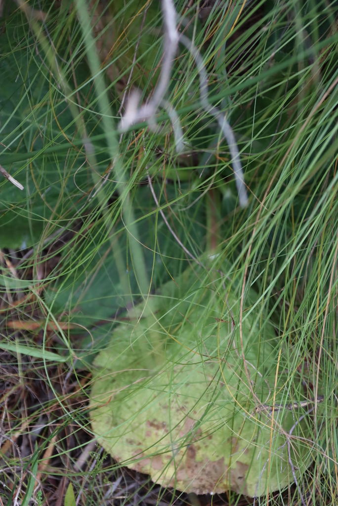 Broadleaf Kalmoes from Marloth Trail, day 5, Die Plaat e of Wolfkloof ...