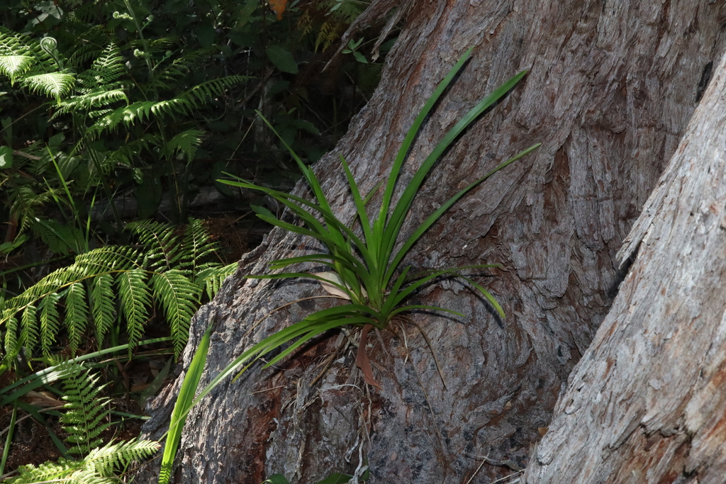 Snake Orchid from Grants Beach NSW 2445, Australia on December 11, 2023 ...