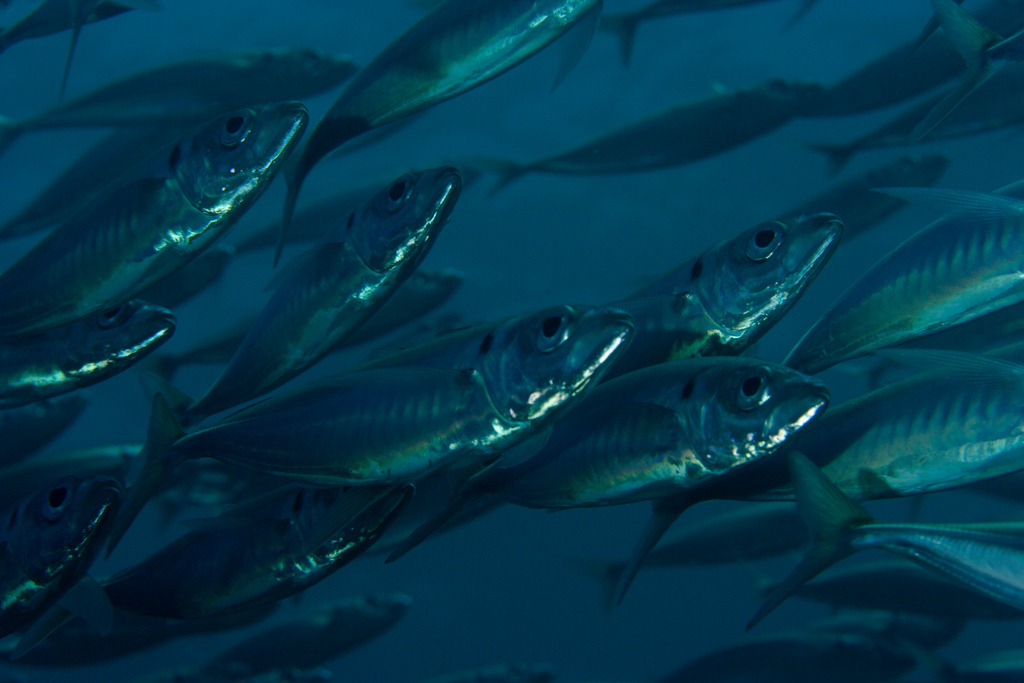 Atlantic Horse Mackerel (Trachurus trachurus) - Marine Life Identification