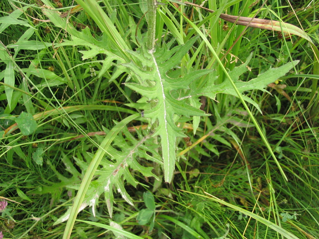 Swamp Thistle (Wildflowers of Southeast Michigan) · BioDiversity4All