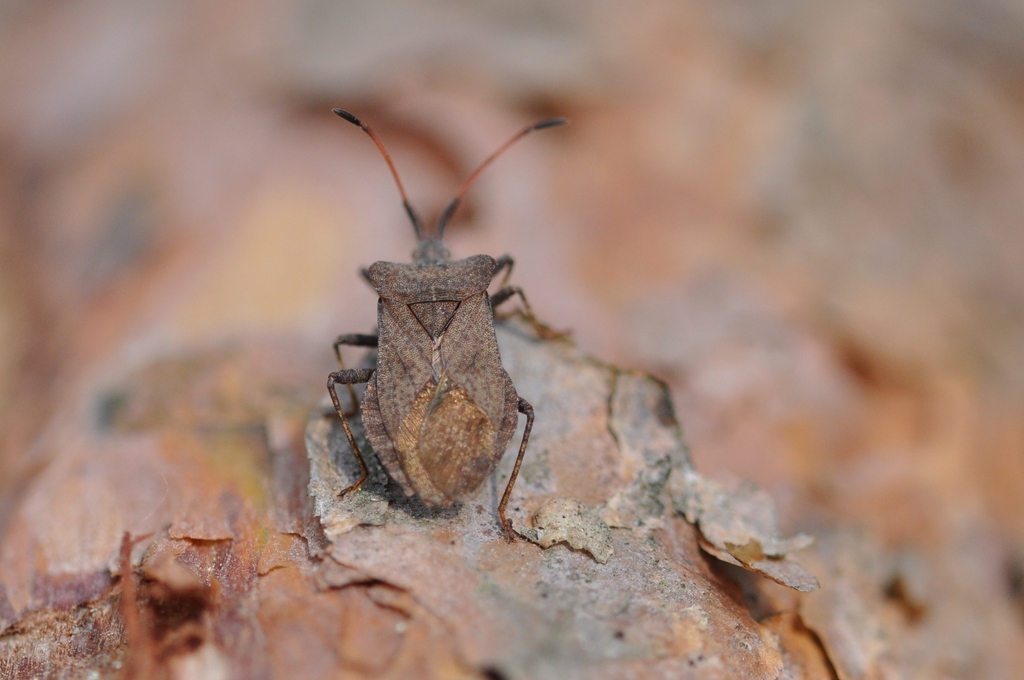 Dock Bug from Powiat włodawski, Polska on May 2, 2018 at 12:59 PM by ...