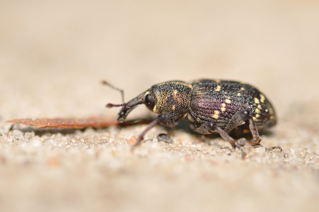Large Pine Weevil from Powiat włodawski, Polska on May 1, 2018 at 01:47 ...