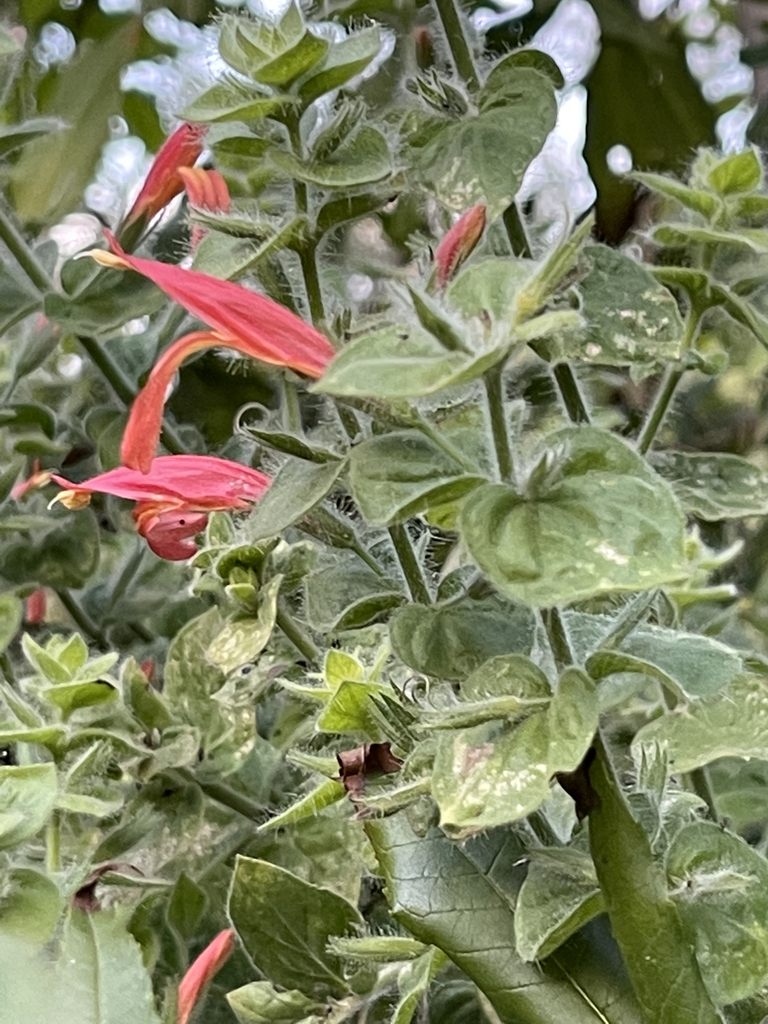 Purpus' Hummingbird Flower from La Paz, Baja California Sur, Mexico on ...
