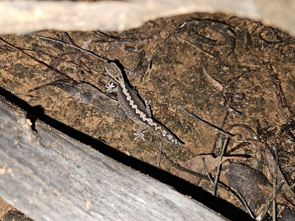 Eastern Stone Gecko in December 2023 by Mark Hura · iNaturalist