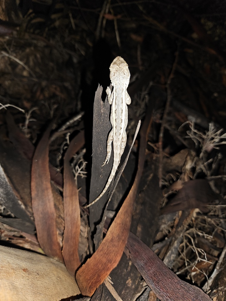 Nobbi Dragon in December 2023 by Mark Hura · iNaturalist