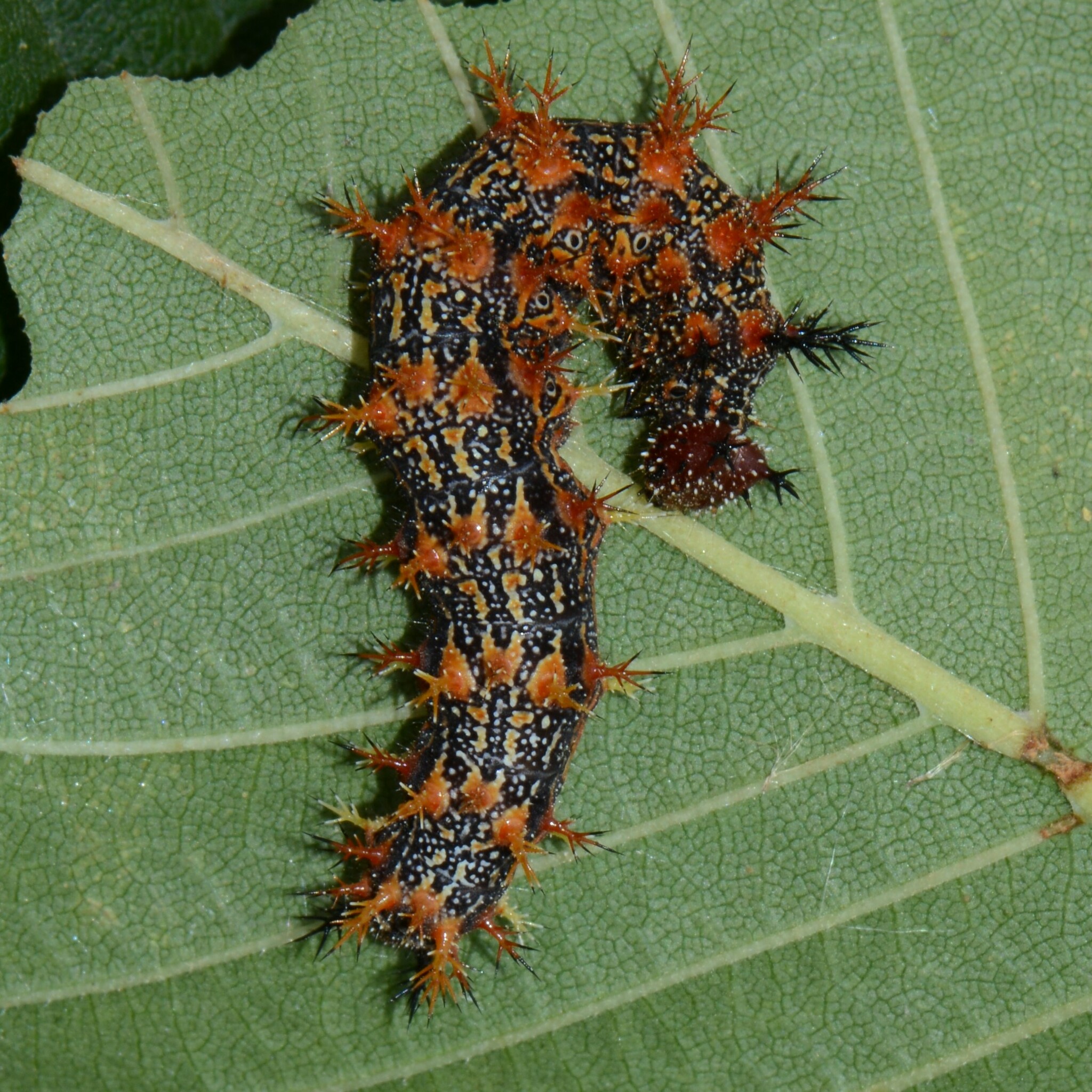 Question Mark Butterfly Caterpillar