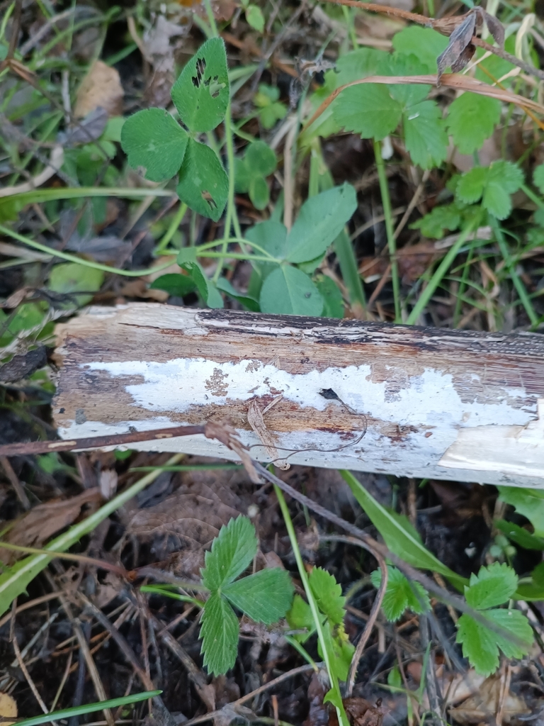 Hyphoderma setigerum from Tirvia, 25595, Lérida, España on October 8 ...