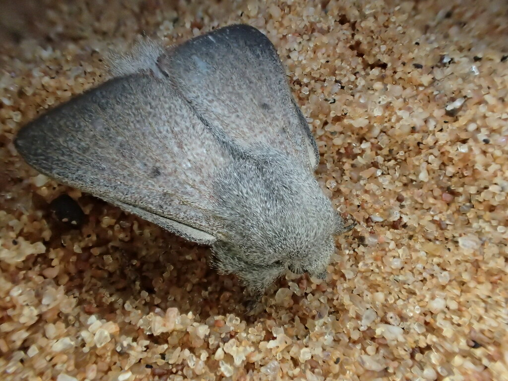 Lappet Moths from 30km E by N of Swan Reach, S. AUST on December 11 ...