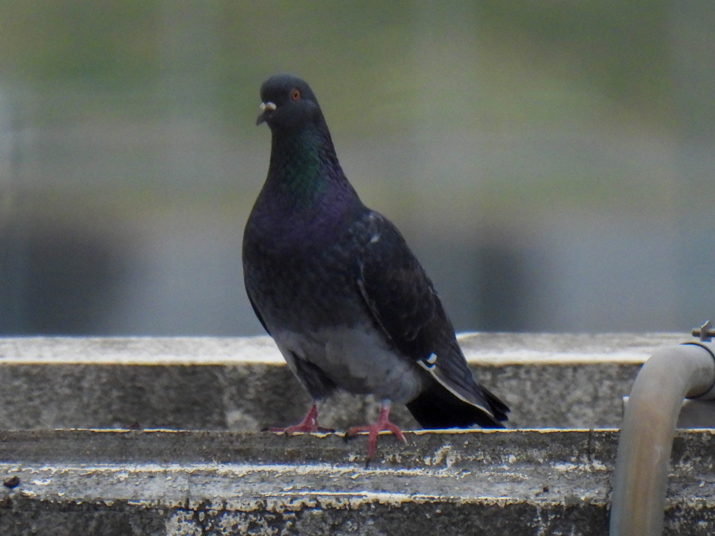 Feral Pigeon from Takatsu Ward, Kawasaki, Kanagawa, Japan on December ...