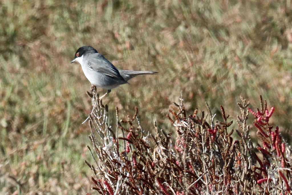 Sardinian Warbler from Armona, Olhão, Portugal on November 20, 2023 at ...