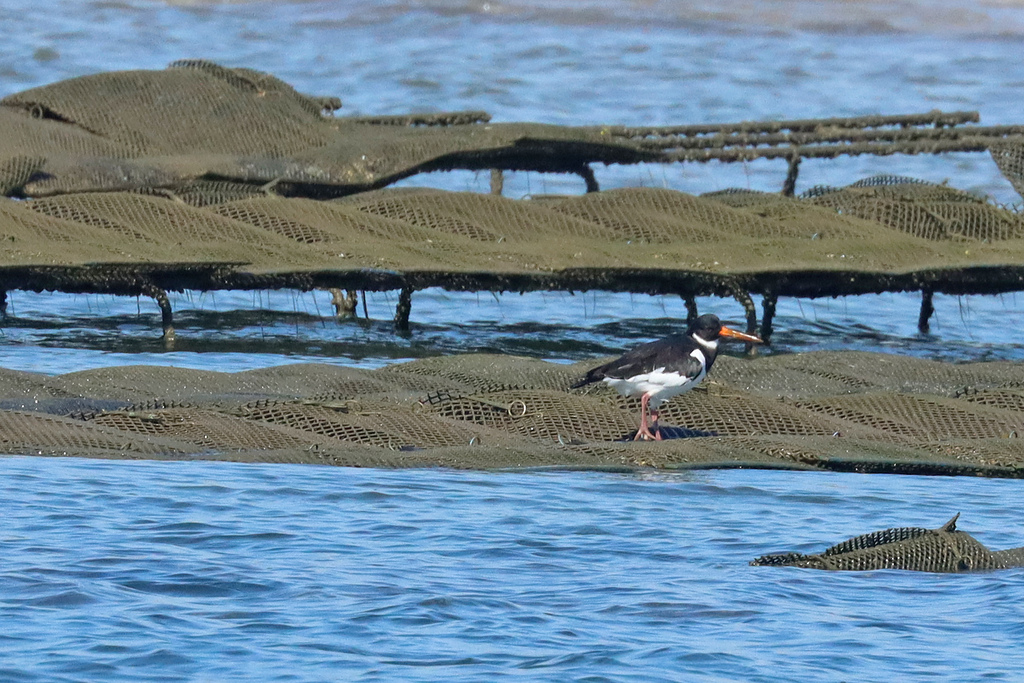 Eurasian Oystercatcher from Olhão, Portugal on November 20, 2023 at 12: ...
