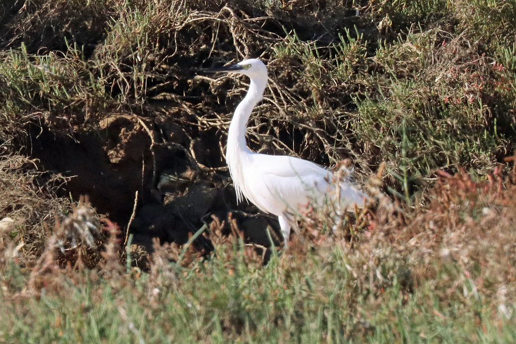 Little Egret from Armona, Olhão, Portugal on November 20, 2023 at 01:30 ...