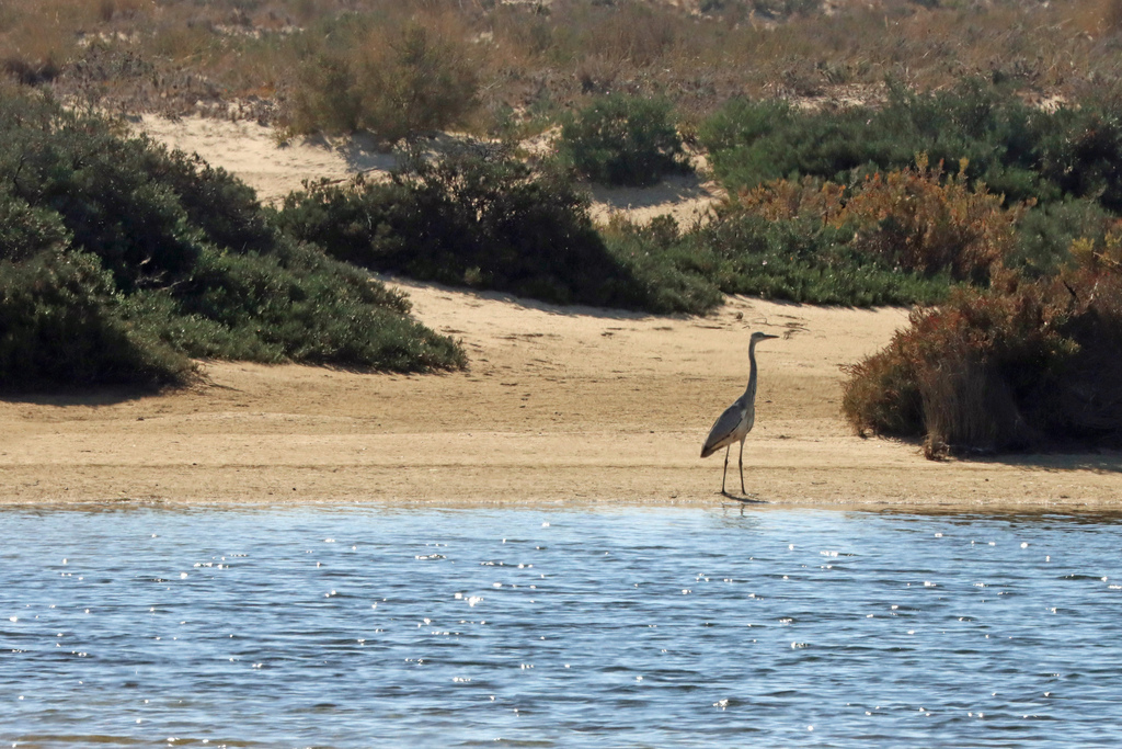Grey Heron from Armona, Olhão, Portugal on November 20, 2023 at 01:12 ...