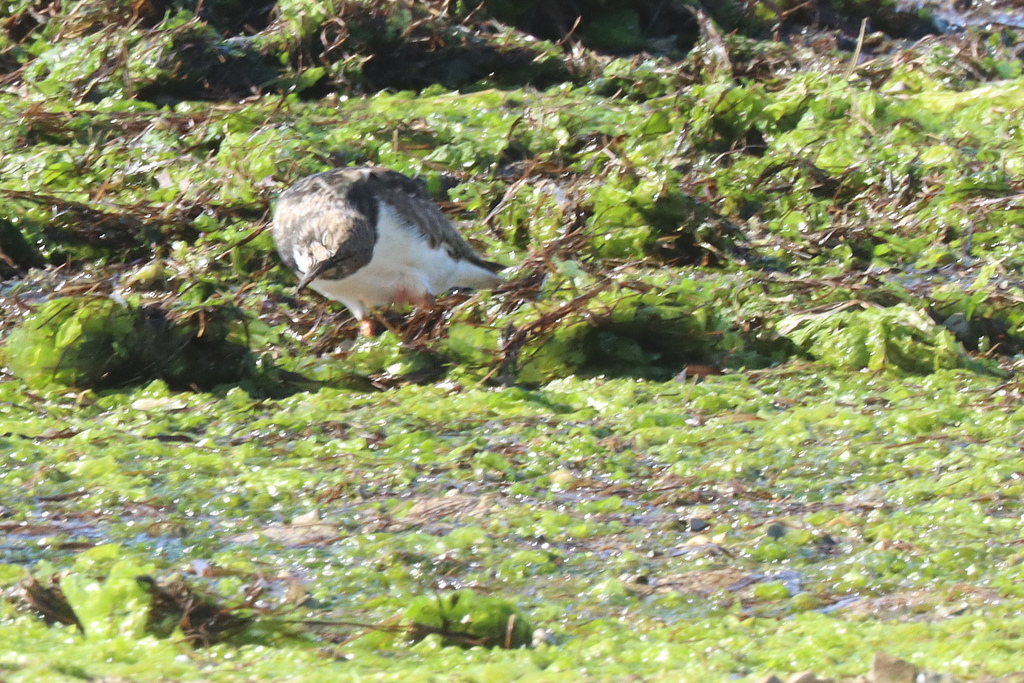 Ruddy Turnstone from Armona, Olhão, Portugal on November 20, 2023 at 01 ...